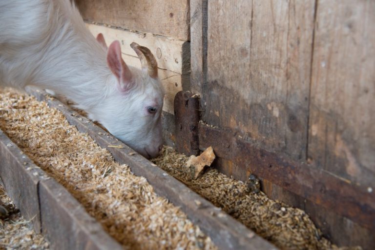 Goat Bloat: Symptoms, Treatment, and Prevention - Goat Journal